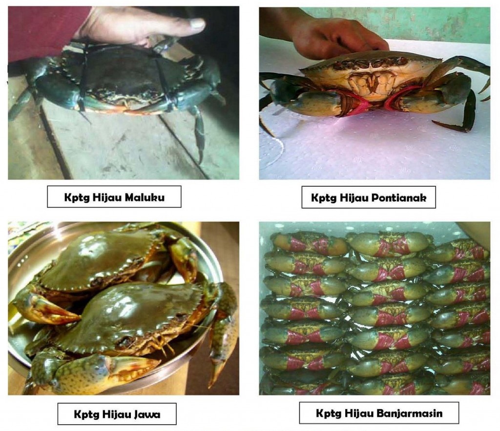 Kepiting-Hijau-1024×882 | Supplier Kepiting Dan Udang