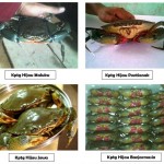 Kepiting Bakau sebagai Salah Satu Potensi Daerah Kalimantan – Supplier ...