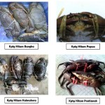 Kepiting Bakau sebagai Salah Satu Potensi Daerah Kalimantan – Supplier ...