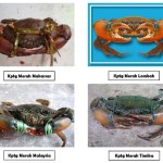 Kepiting Bakau sebagai Salah Satu Potensi Daerah Kalimantan – Supplier ...