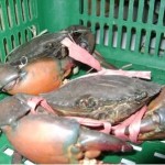 Kepiting Bakau sebagai Salah Satu Potensi Daerah Kalimantan – Supplier ...