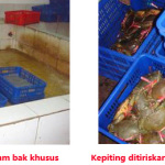 Kepiting Bakau sebagai Salah Satu Potensi Daerah Kalimantan – Supplier ...